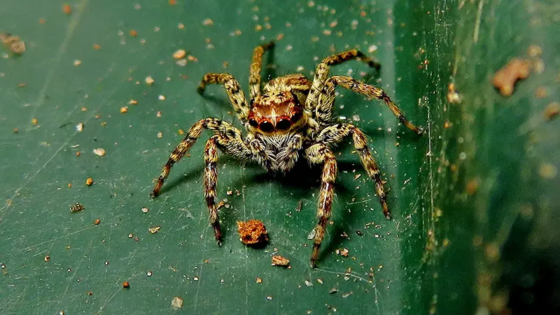 Dangerous and beneficial spiders in Brazil - Tudo Sobre Animais
