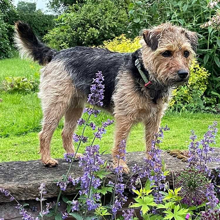 Whether she’s chasing squirrels or barking at Elizabeth’s neighbour’s ...