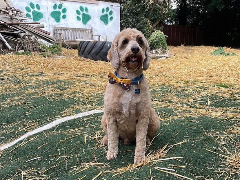 Happy Hounds Towcester