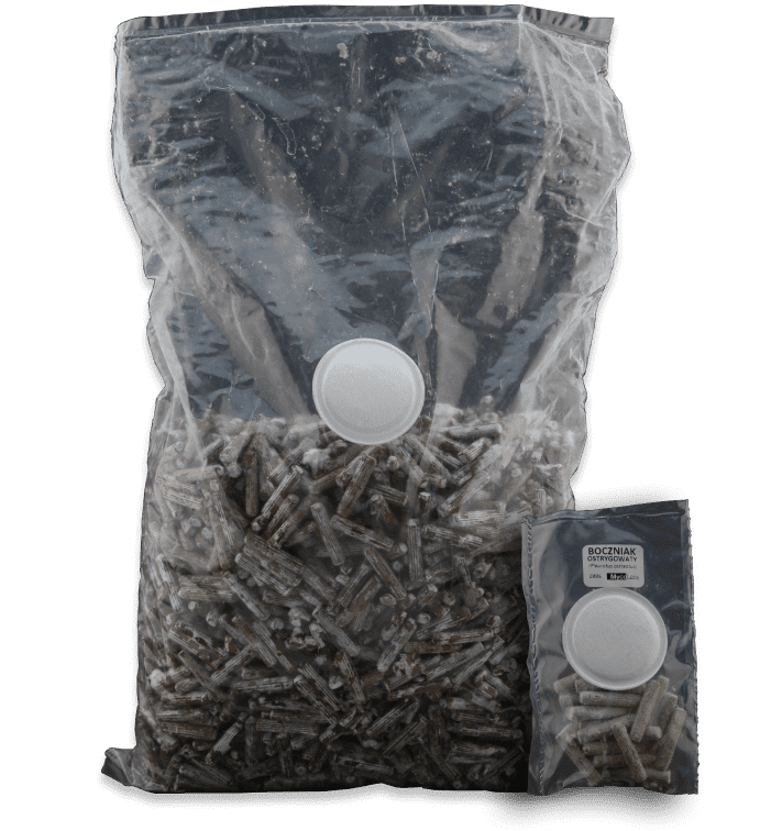 Plug spawn | MycoLabs