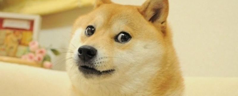 What Kind of Dog Is Doge? | Woof & Beyond