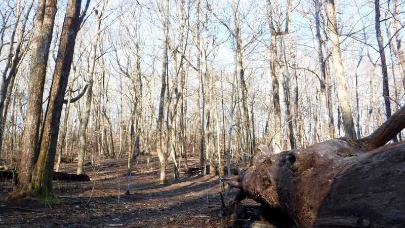 AT 2017: Day 9, Beech Gap to Rock Gap | Hike with Gravity