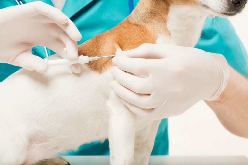 How Much Is It To Get Your Puppy Microchipped