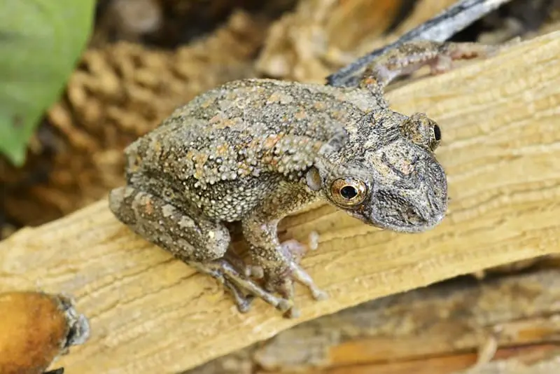 The venomous casque-headed frog - Tudo Sobre Animais
