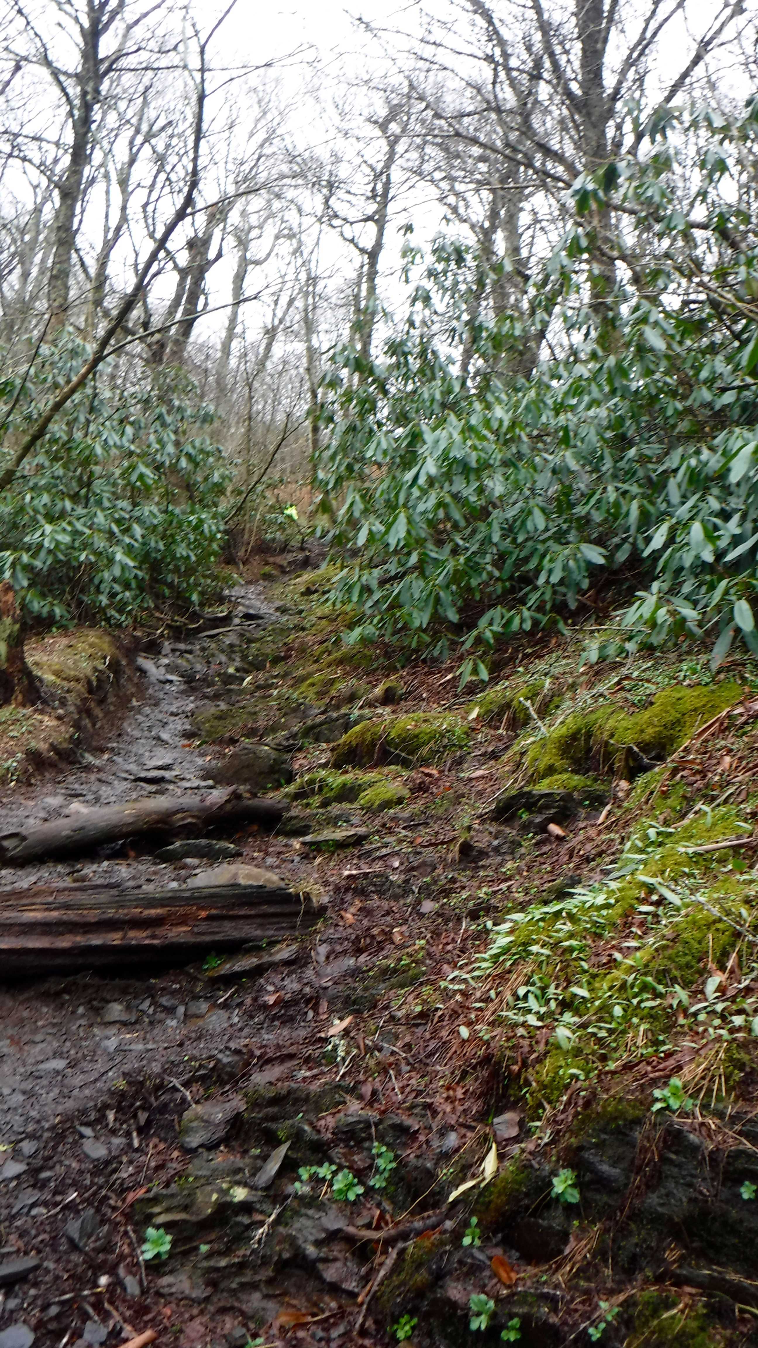 AT 2017: Day 16, Mollies Ridge Shelter to Derrick Knob Shelter | Hike ...