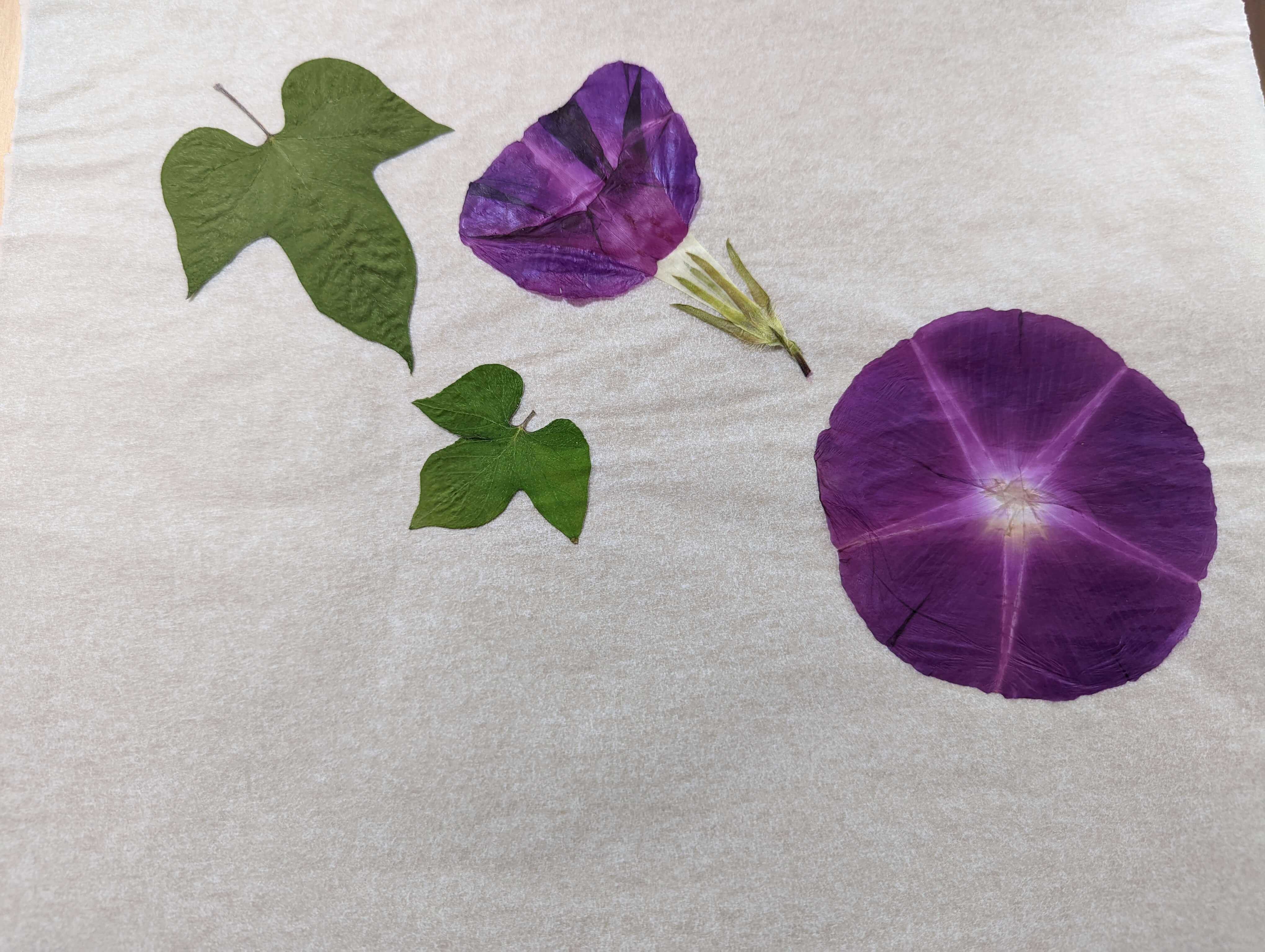 電子レンジを使って簡単に朝顔の押し花を作る | okaryo.log