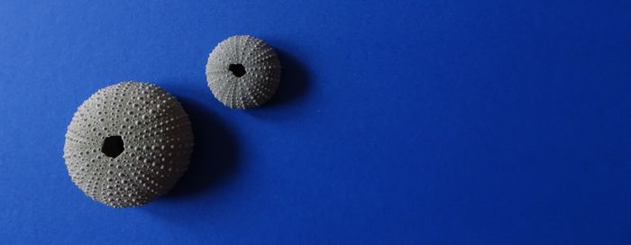 Microcitosis: qué es, causas y tratamiento