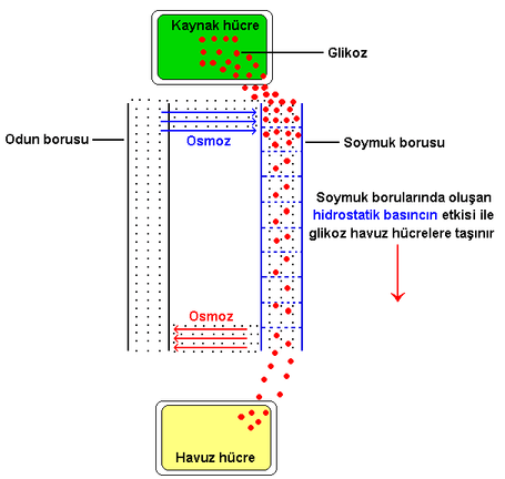 Bitkilerde Taşıma - Bikifi
