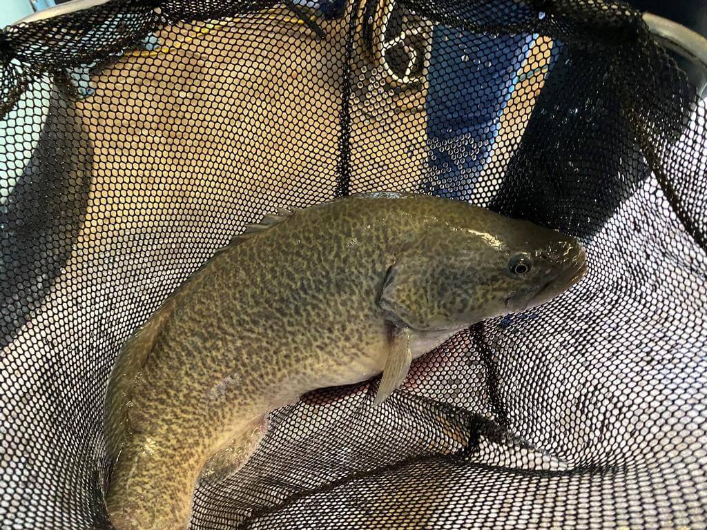 Parker's Cod Farm Tours 2022 | UpNext