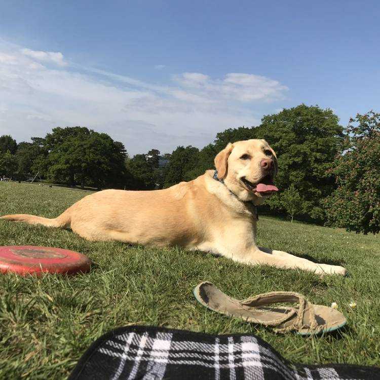 Kevin loves how much his dog Beau has become a member of the family