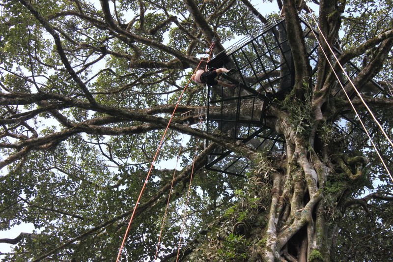 Treetop Climbing Monteverde Costa Rica