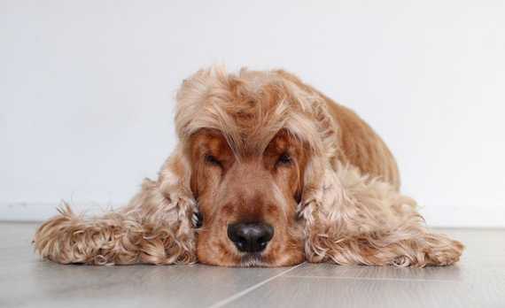 Make Your Dog Smell Better With These 6 Easy Tips | Woof & Beyond