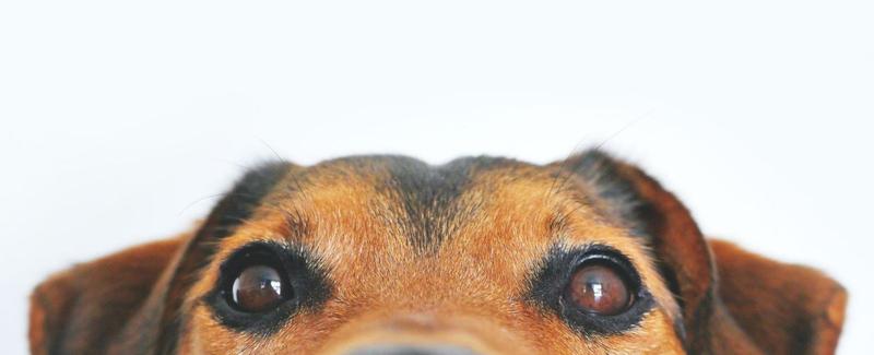 Can Dogs Really Blink? Here's the Simple Truth | Woof & Beyond