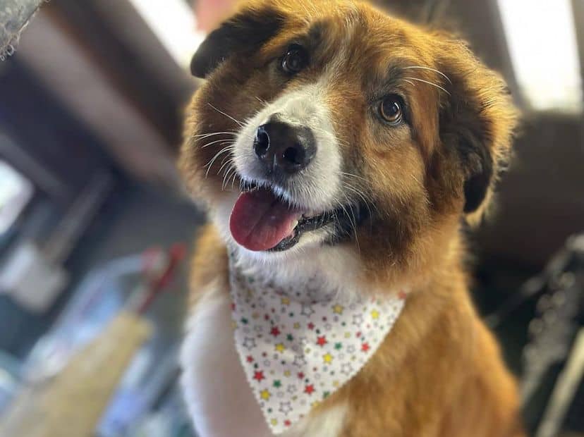 Happy Hounds Towcester