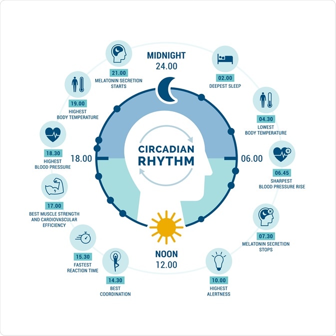 The Circadian Rhythm Basis Blog