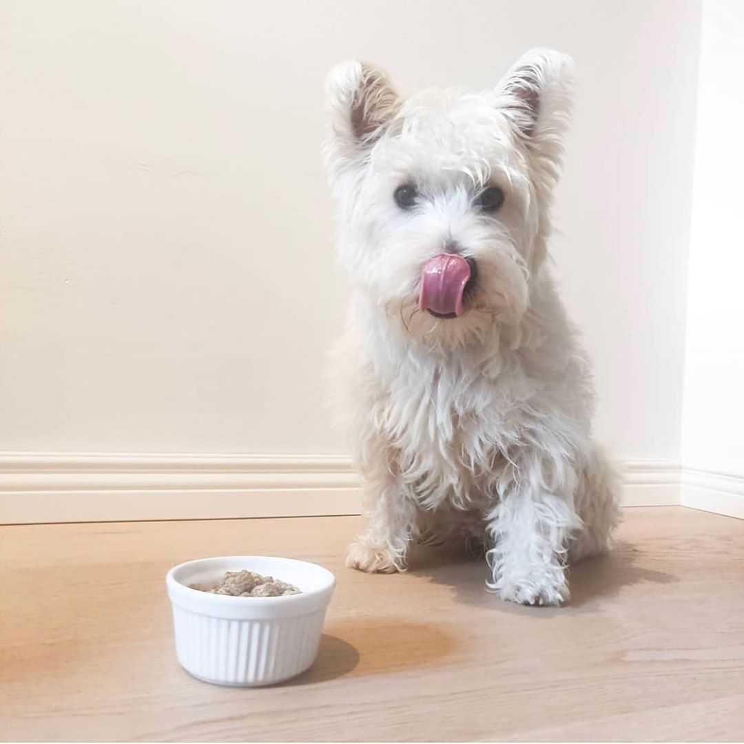 WONDERBOO – Superfood for dogs