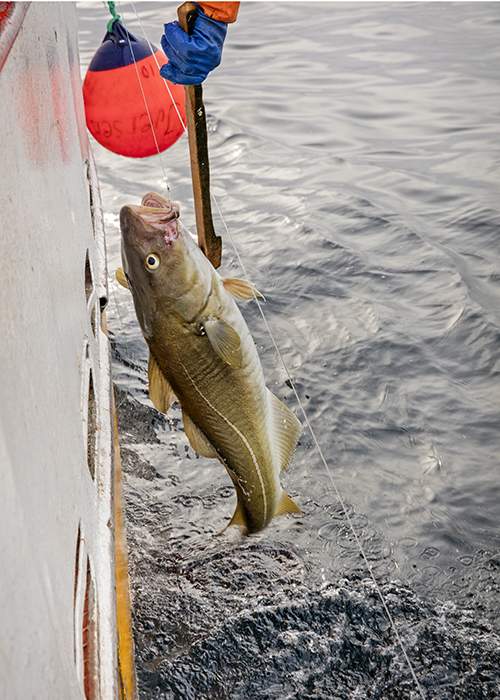 A story of skrei, king of Norwegian cod | Marine Stewardship Council