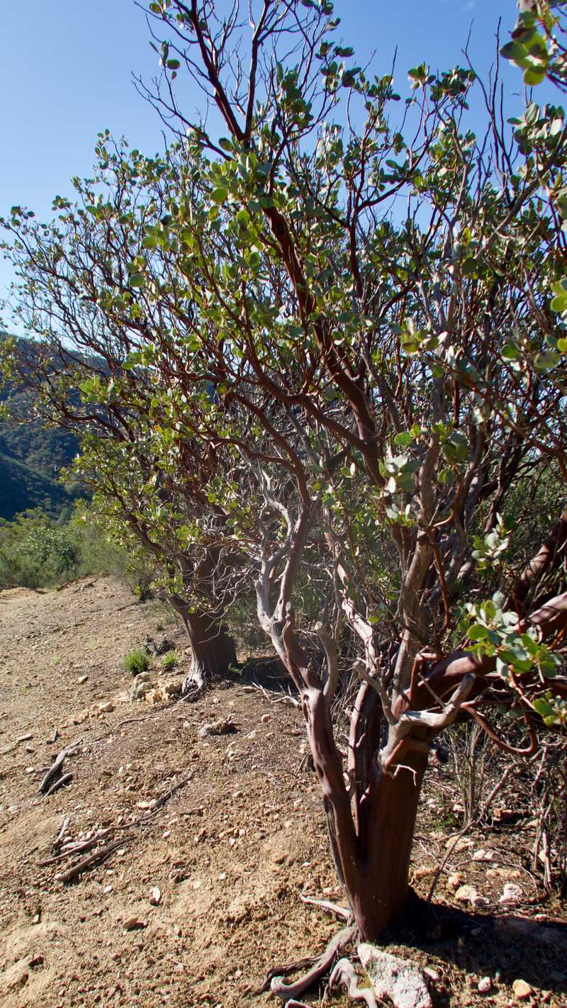 PCT 2019: Day 10, Tentsite at Mile 114. 7 to Mike’s Place | Hike with ...