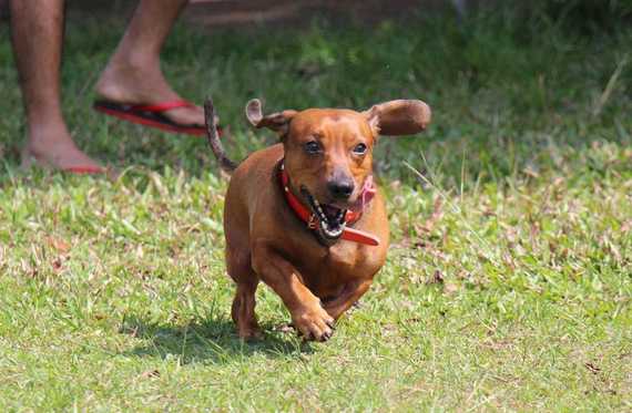 Is Your Dog Aggressive Toward One Person Only? Here’s Why | Woof & Beyond