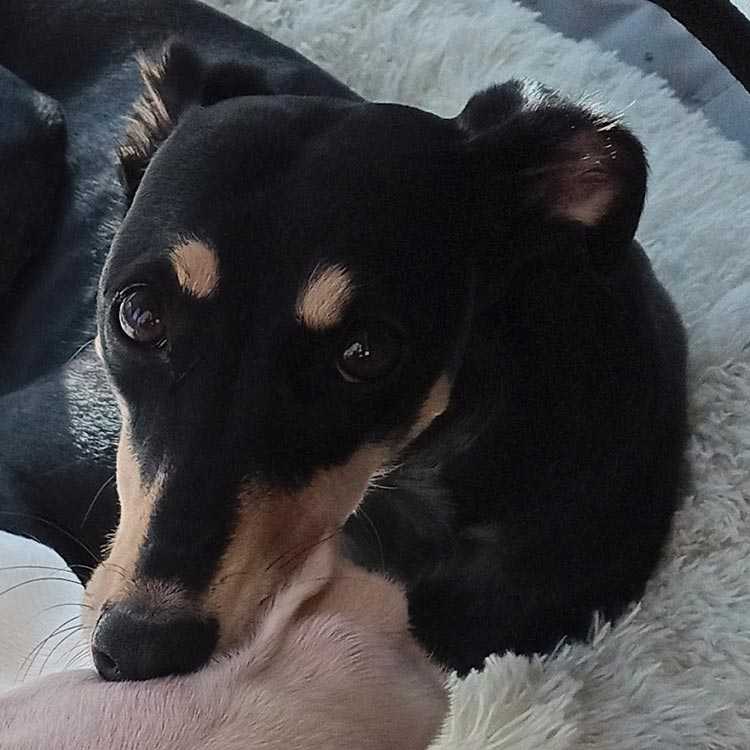 Emily overcame a traumatic start in life to find the perfect home with ...