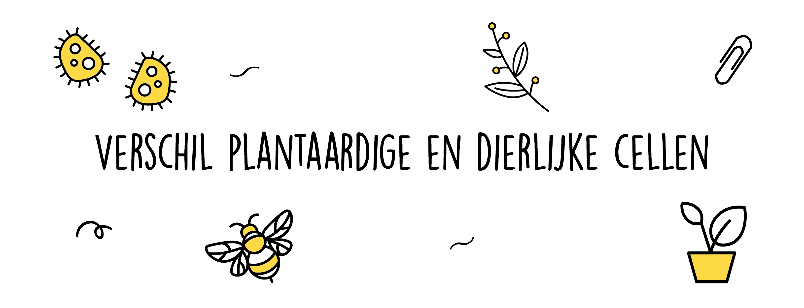Verschil Plantaardige En Dierlijke Cellen Mr Chadd Academy
