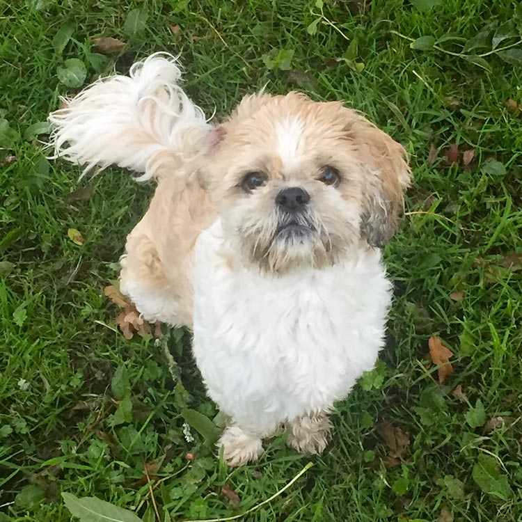 Ruth’s dog Lazlo has helped to bring her family even closer together