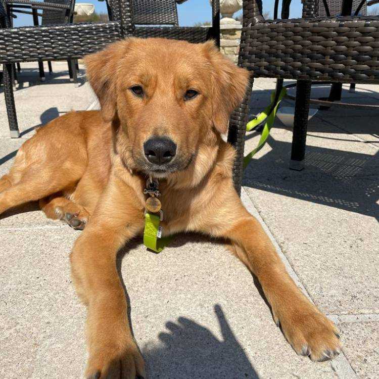 Misha’s playful dog, Koda, makes the world a brighter place with his ...