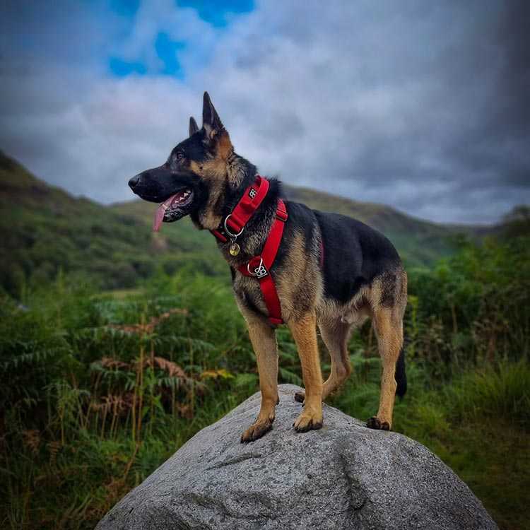 Now that they’re dog owners, Laura and her partner are always exploring ...