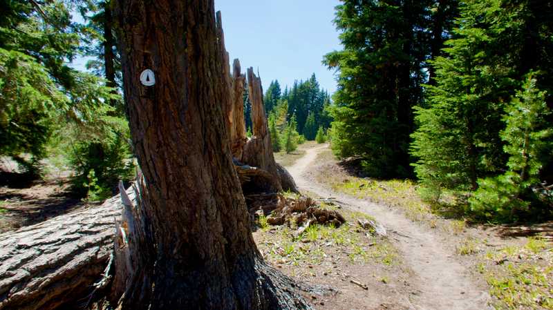 PCT 2019: Day 105, Bradley Creek Trail to Mt. Thielsen Trail | Hike ...
