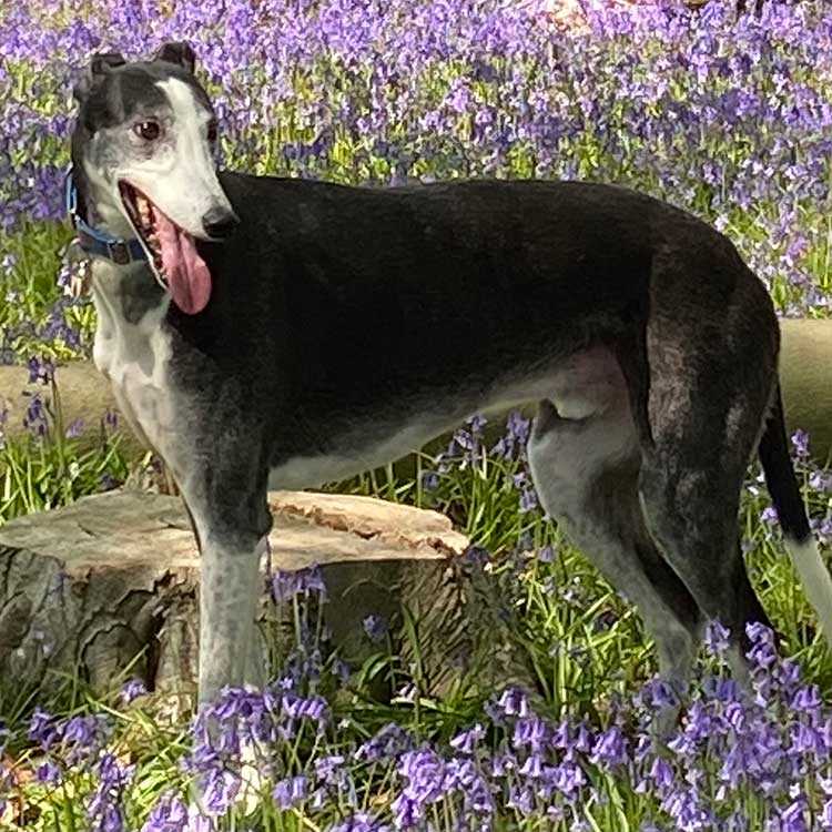 Sarah is so proud of the way her dog Ringo always looks out for others