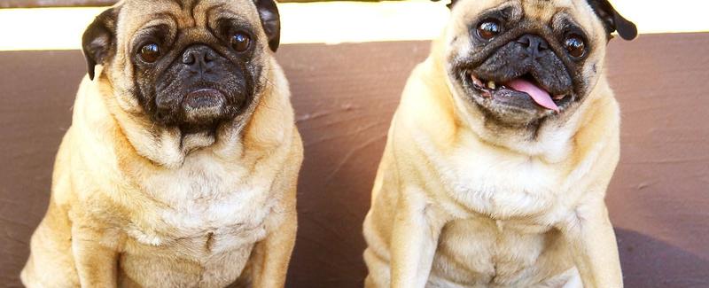 Dog Breeding: What to Expect from Your Dog After Mating | Woof & Beyond