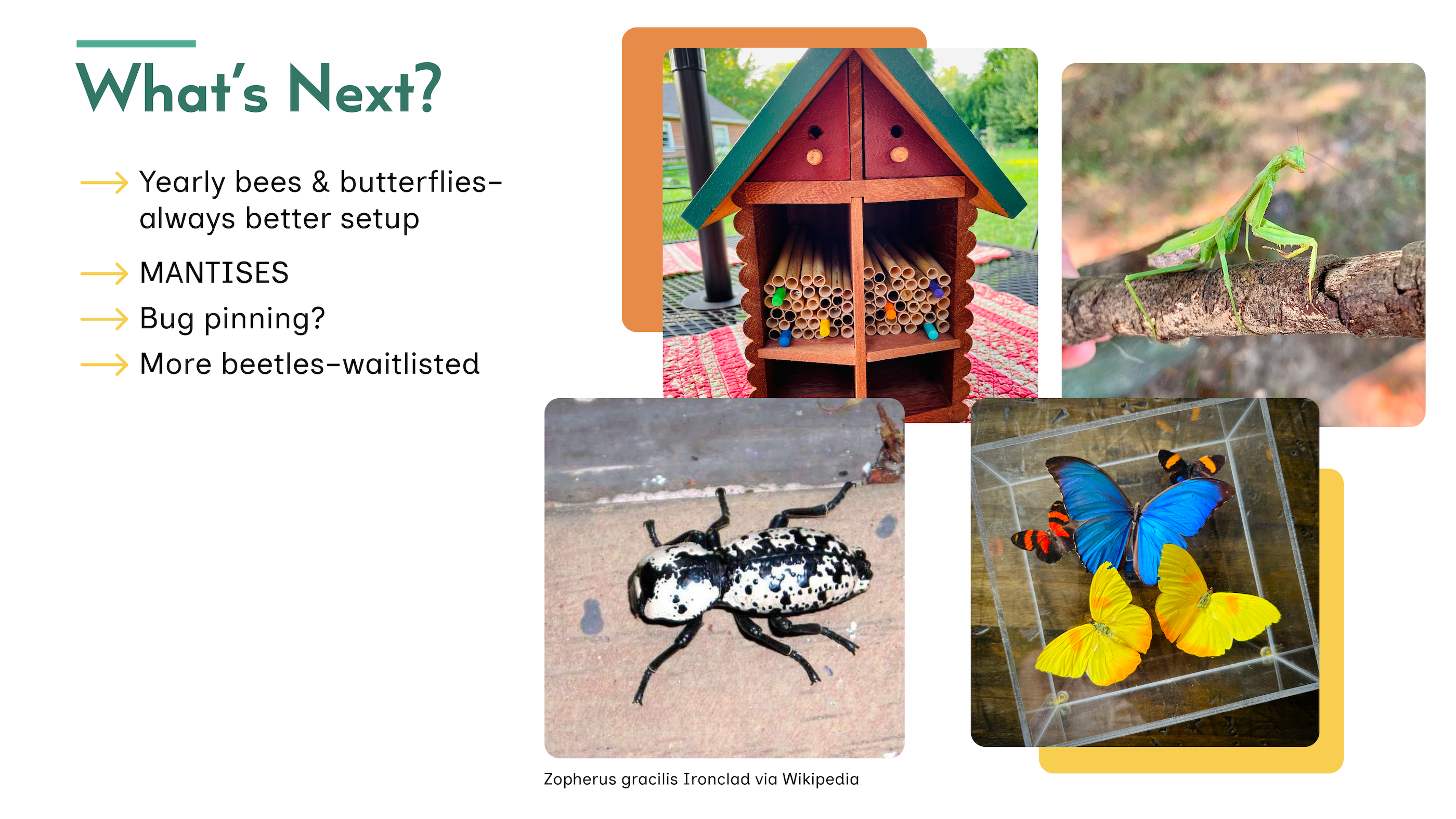 Bonkers for Bugs Presentation – Hello, I’m Joni