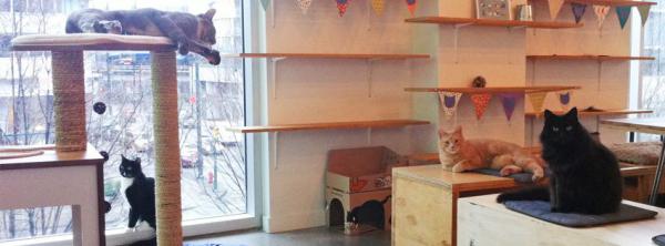 The Top Cat Cafes in The World 2022 | Complete City Guides Travel Blog