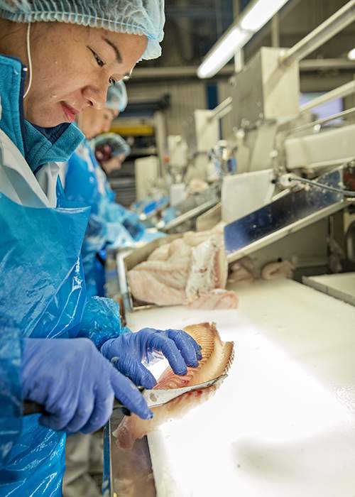 A story of skrei, king of Norwegian cod | Marine Stewardship Council