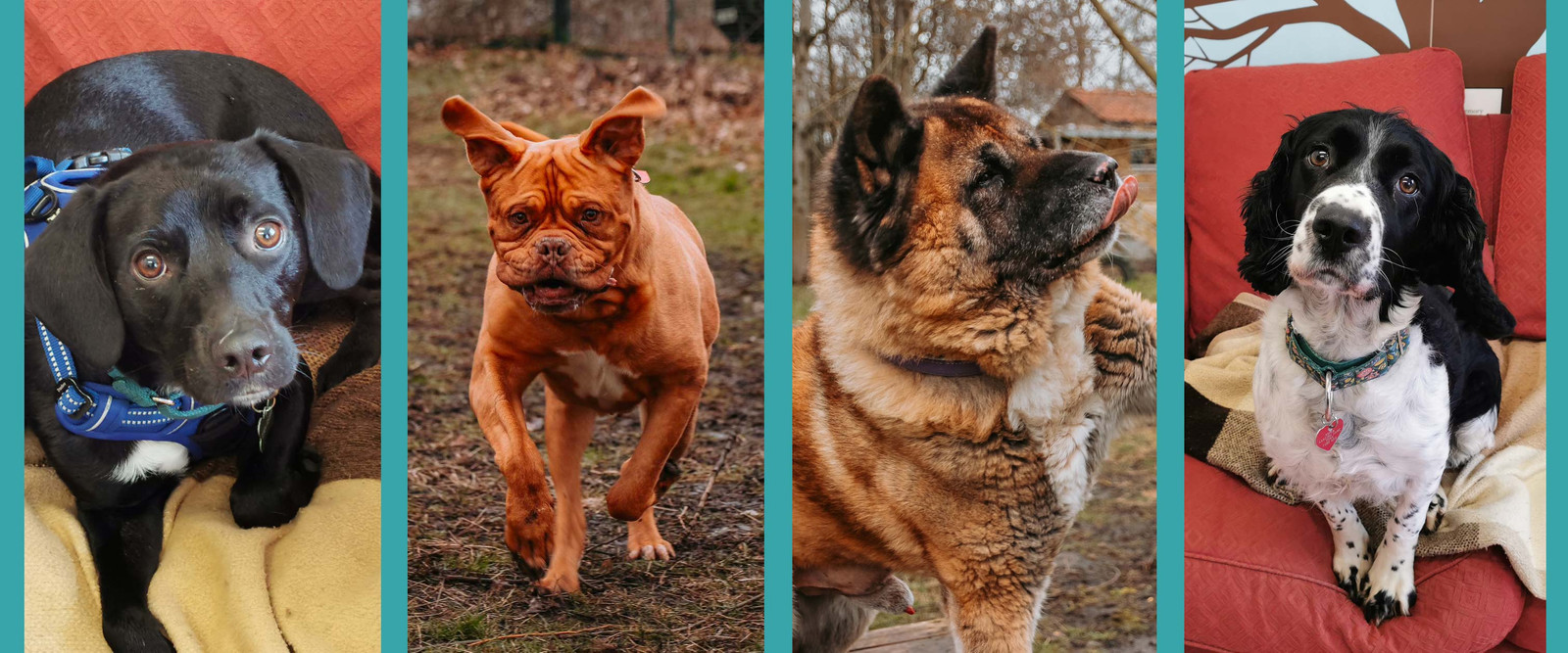 greatbritishdogs.co.uk | Supporting the RSPCA | Great British Dogs