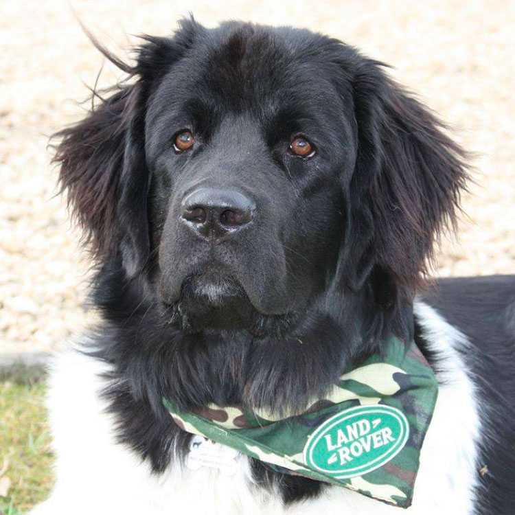 Both Jo and her daughter feel eternally grateful for the happiness Oreo ...