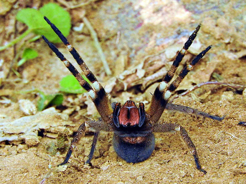 Dangerous and beneficial spiders in Brazil - Tudo Sobre Animais