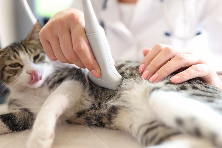 Precision Pet Imaging: X-Ray & Ultrasound