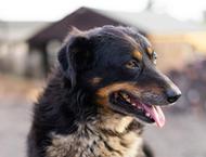 Drywall Destroyed: Stop Your Dog's Drywall Chewing Frenzy | Woof & Beyond