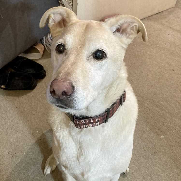 At a stressful time in her life, Paula knew she could rely on her dog ...