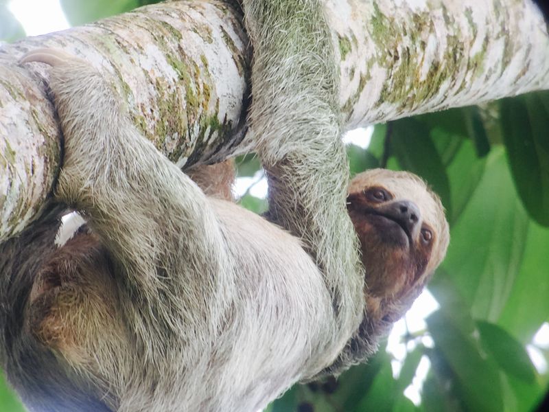 Sloth Tour Arenal Volcano Costa Rica