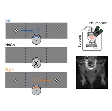 Detecting latent states in mice neural activity