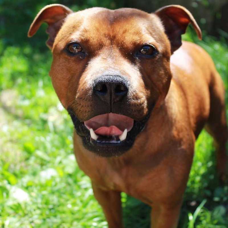 WONDERBOO – Superfood for dogs