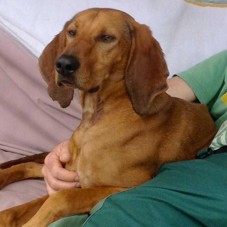 Madelaine’s adorable dog Noden is always inspiring her with his zest ...