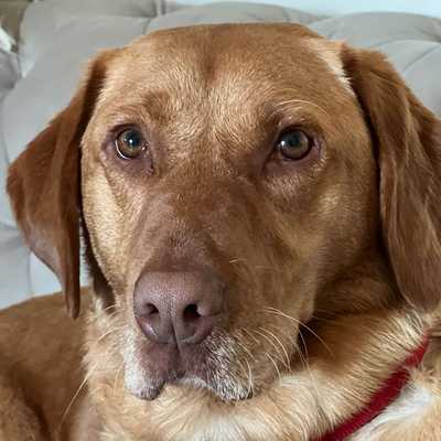 With Heather’s help, Benji has transformed from a poorly, neglected pup ...