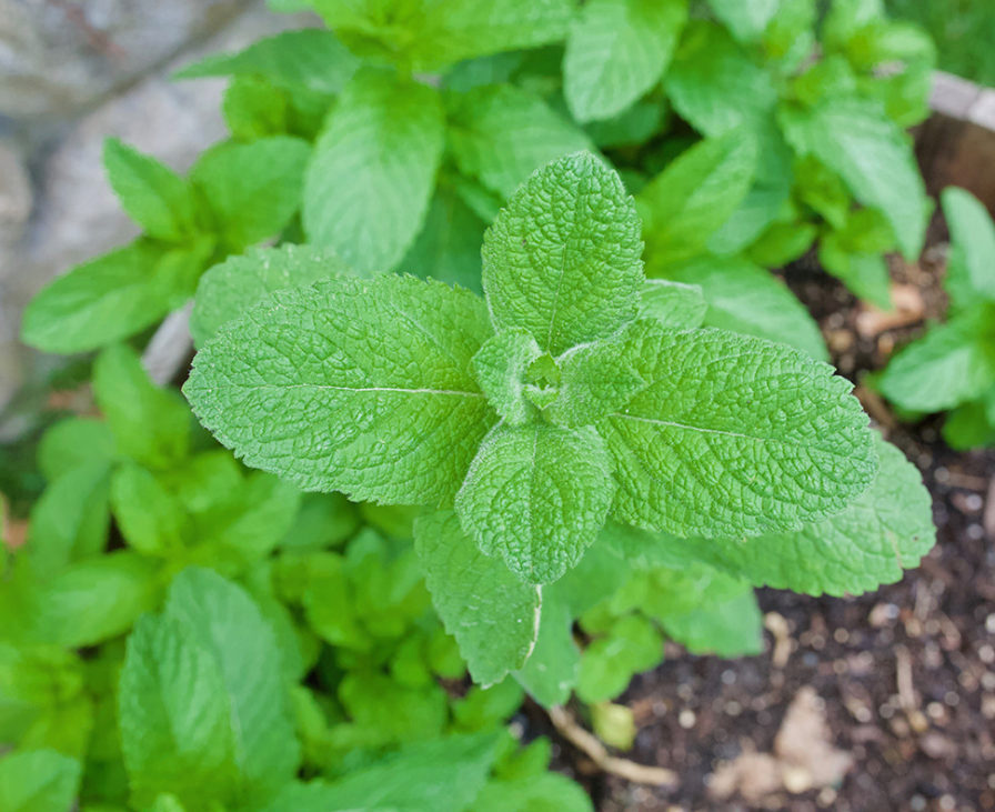 7 Ways To Remove Mint From Your Garden