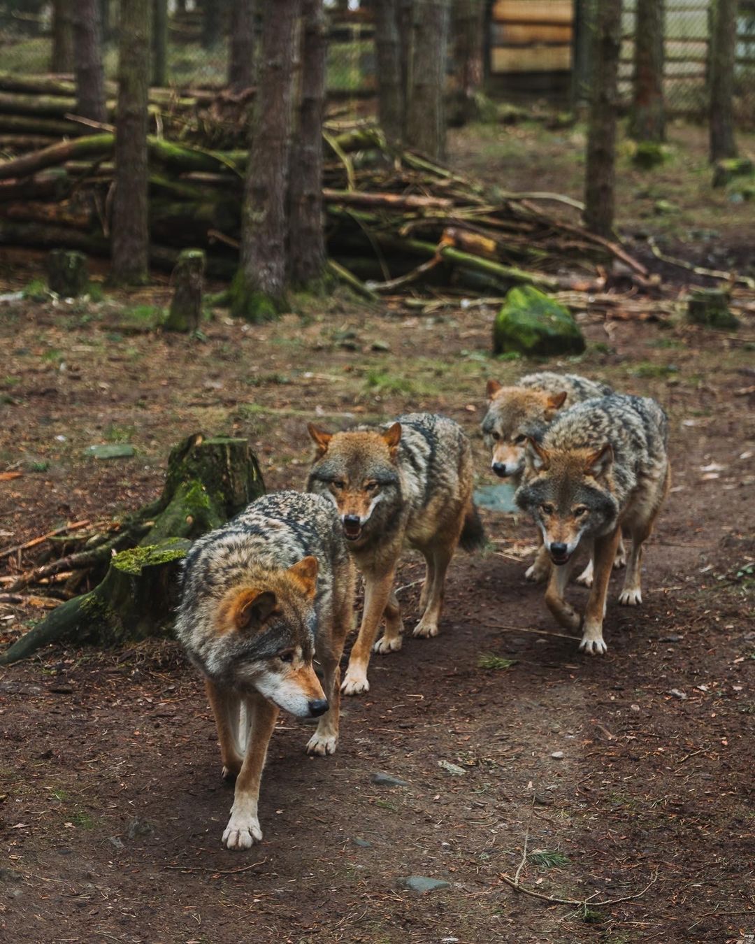 Animal spotting at Highland Wildlife Park, Cairngorms | Chris & Suze Go ...