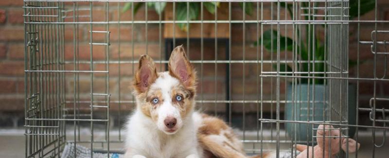 Playpen vs. Crate: Which Is Better for Your Puppy? | Woof & Beyond