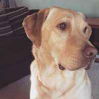 Albie likes to keep owner Cheryl on her toes, but that’s just part of ...