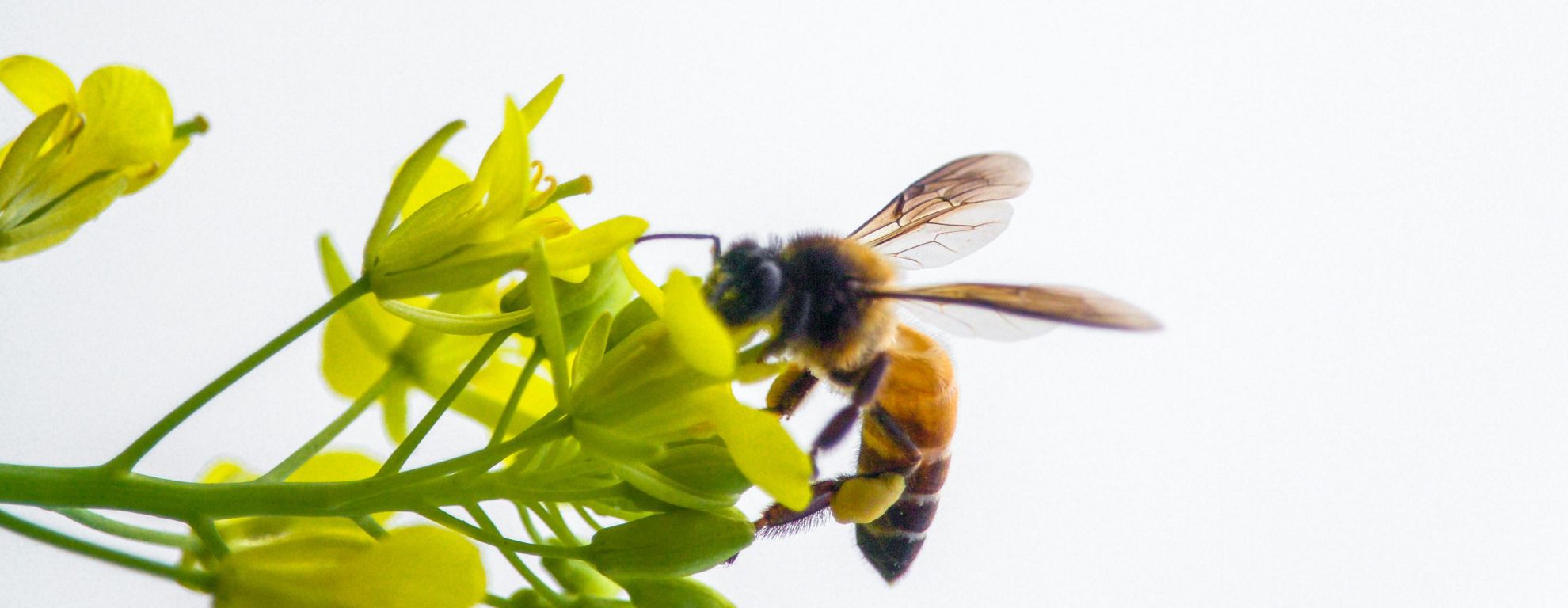 Polen de abeja: qué es, propiedades y beneficios para la salud